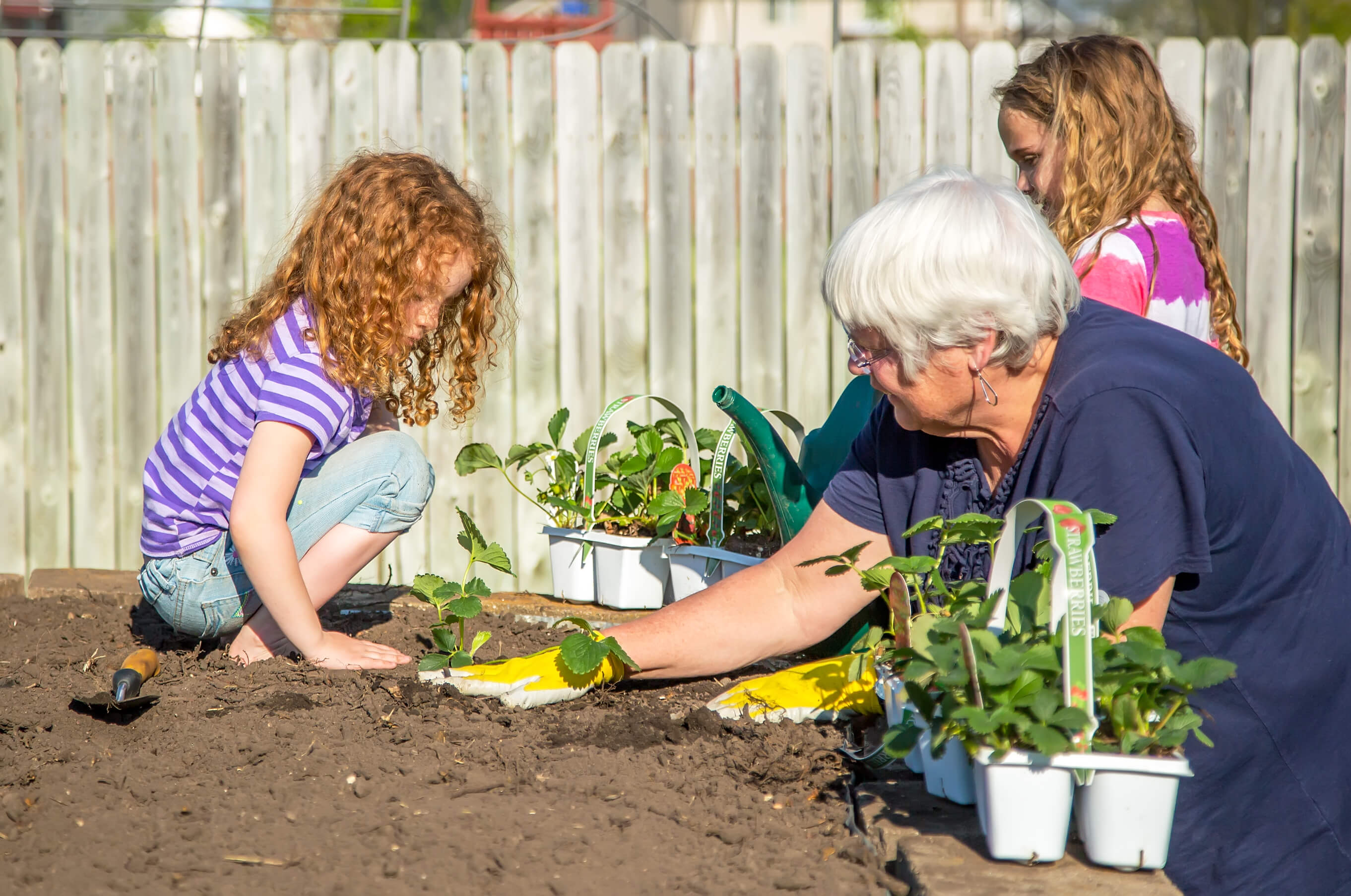 Two Young Girls Helping Grandma Plant Strawberries in Garden - LiveBetter